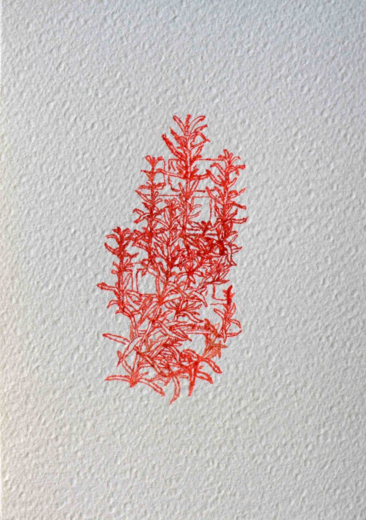 Romero Rojo - Mónica López Pinzón